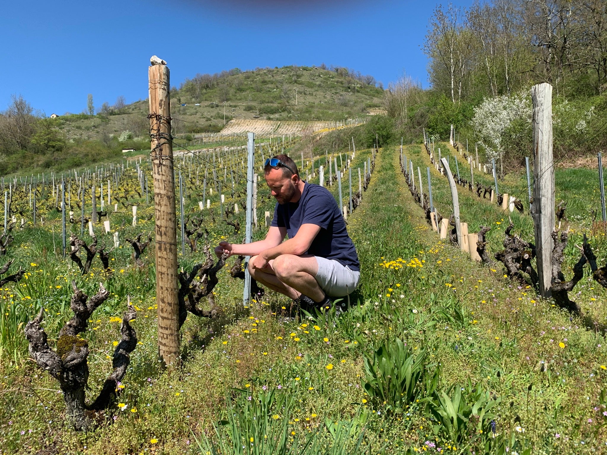 Why are organic & biodynamic wines on the rise? | Wine&Earth