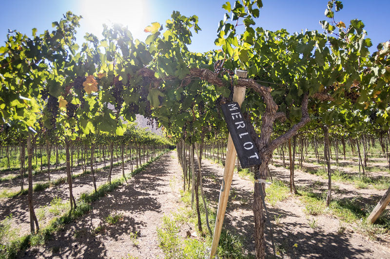 The Ultimate Grape Guide: Merlot | Wine&Earth