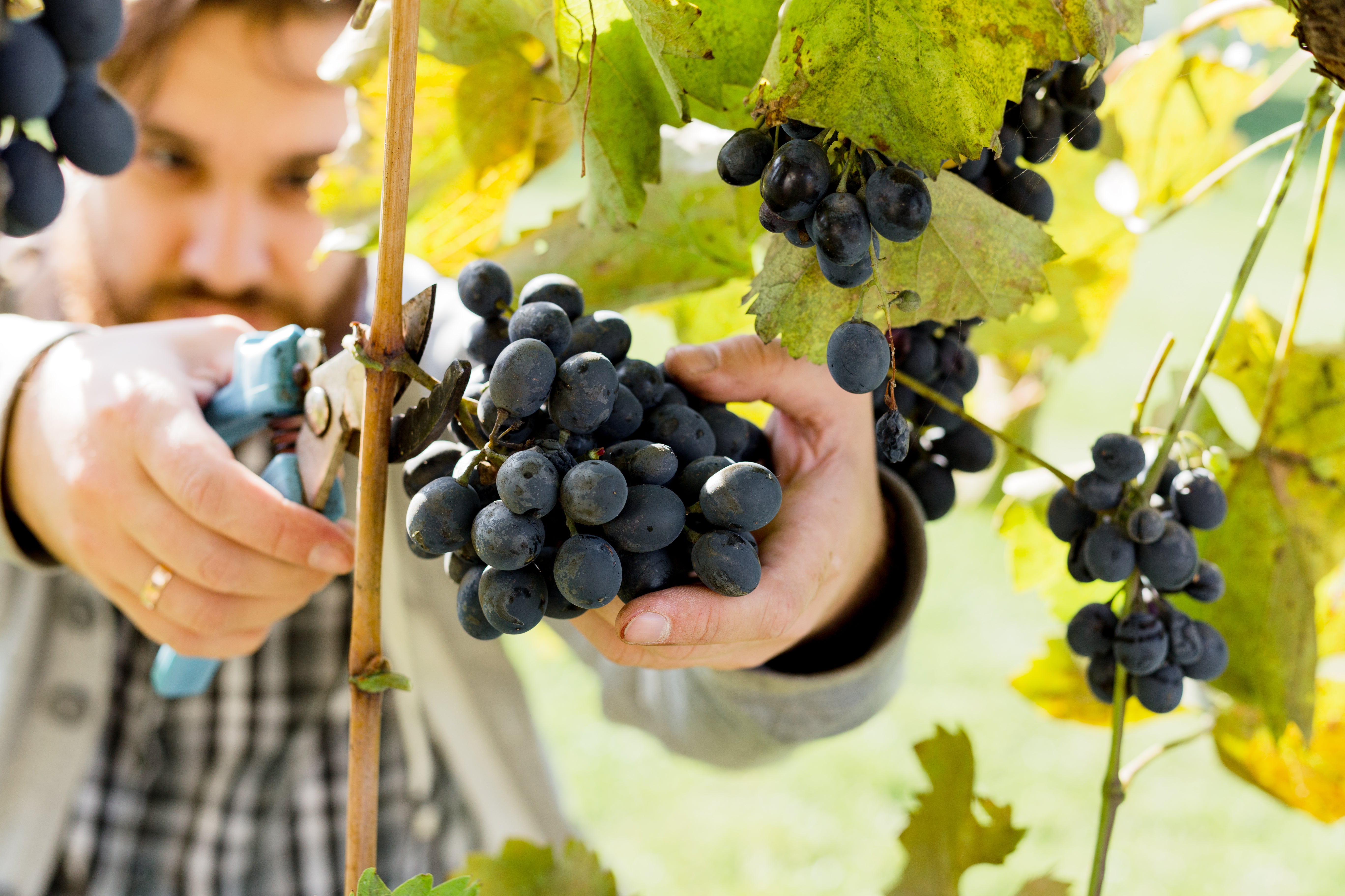 How your choices can make a difference on Earth Day | Wine&Earth